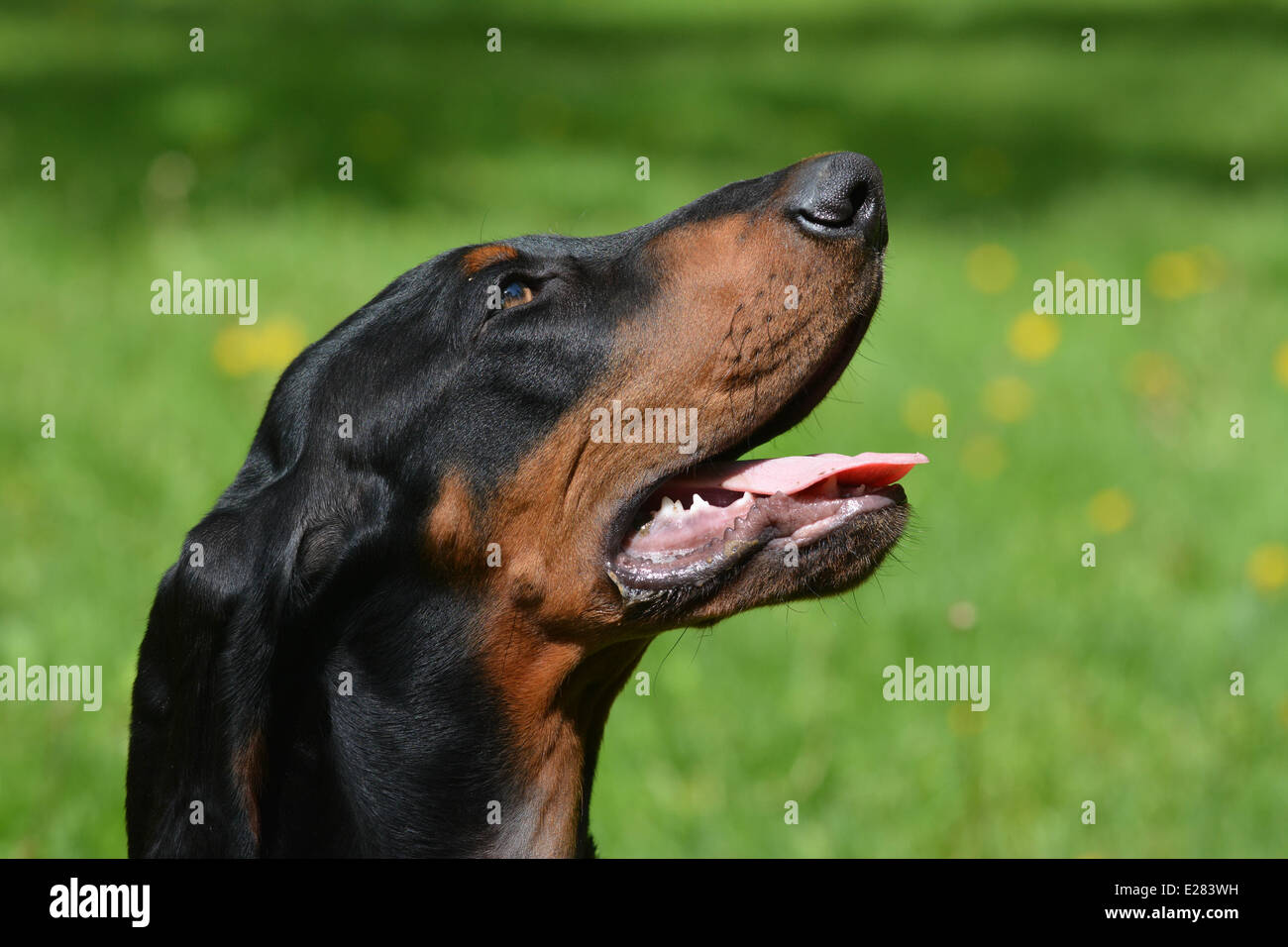 black and tan coonhound portrait outdoors Stock Photo - Alamy