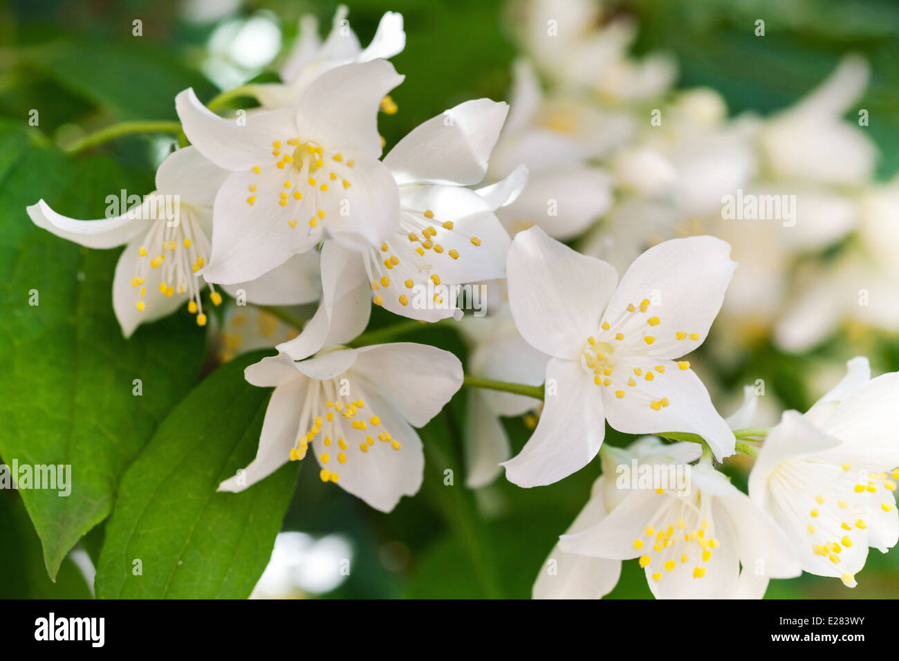 White jasmine hi-res stock photography and images - Alamy