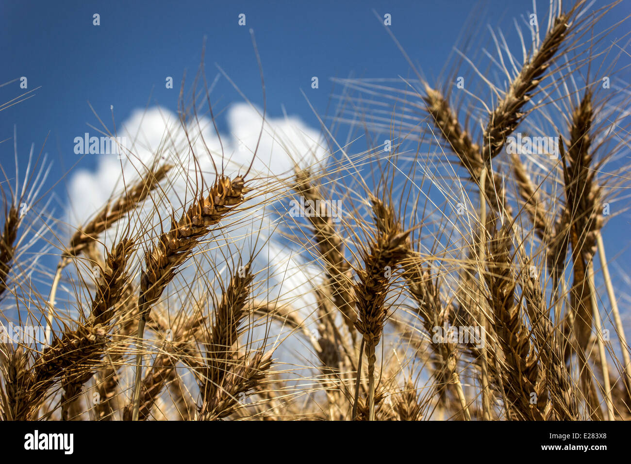 Grain, Old Castle, Greece, 2014, Sky, Cloud, Hills Stock Photo - Alamy