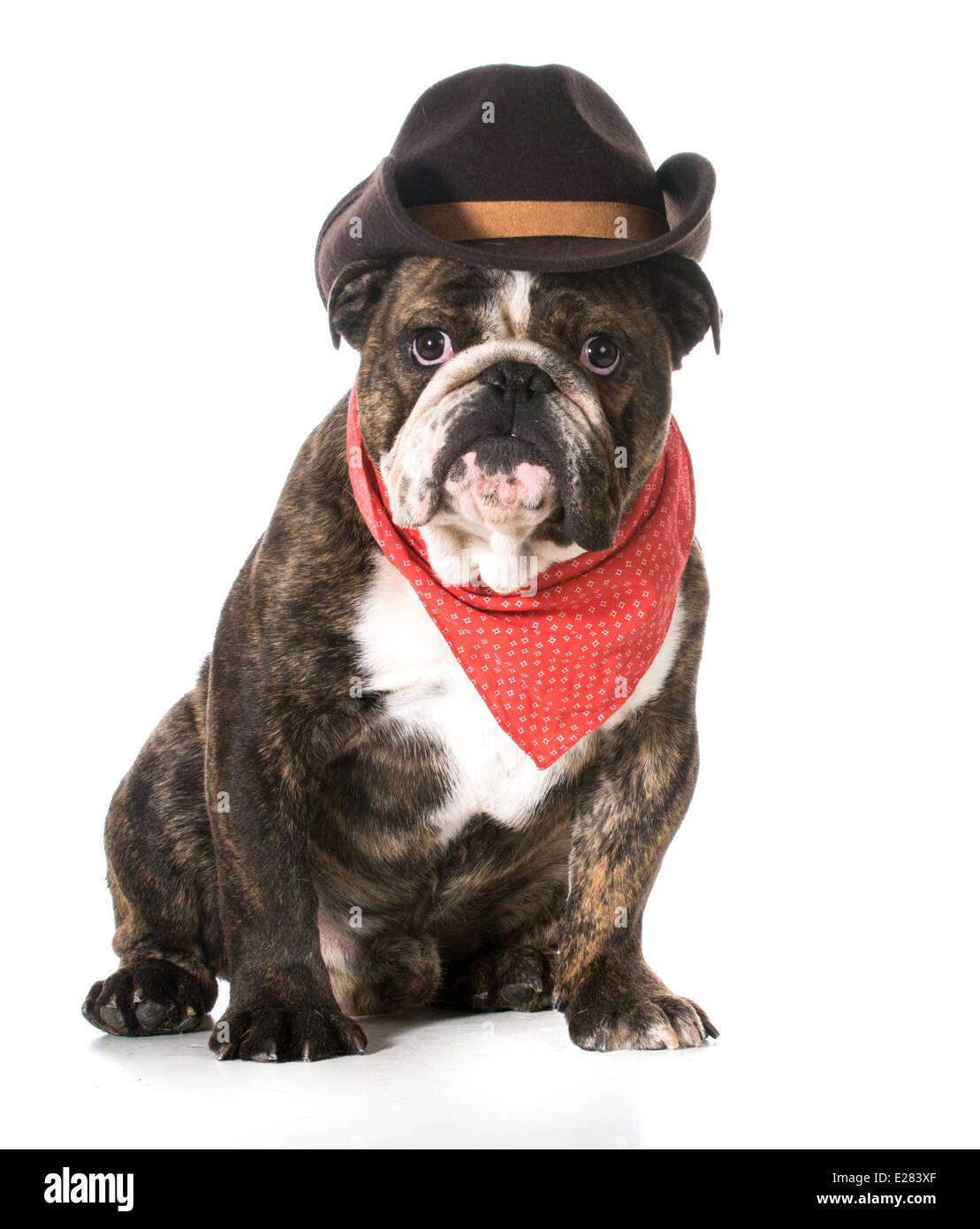 country dog - english bulldog wearing red bandanna and cowboy hat on ...