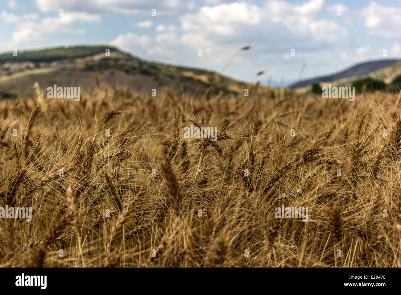Grain landscape hi-res stock photography and images - Alamy