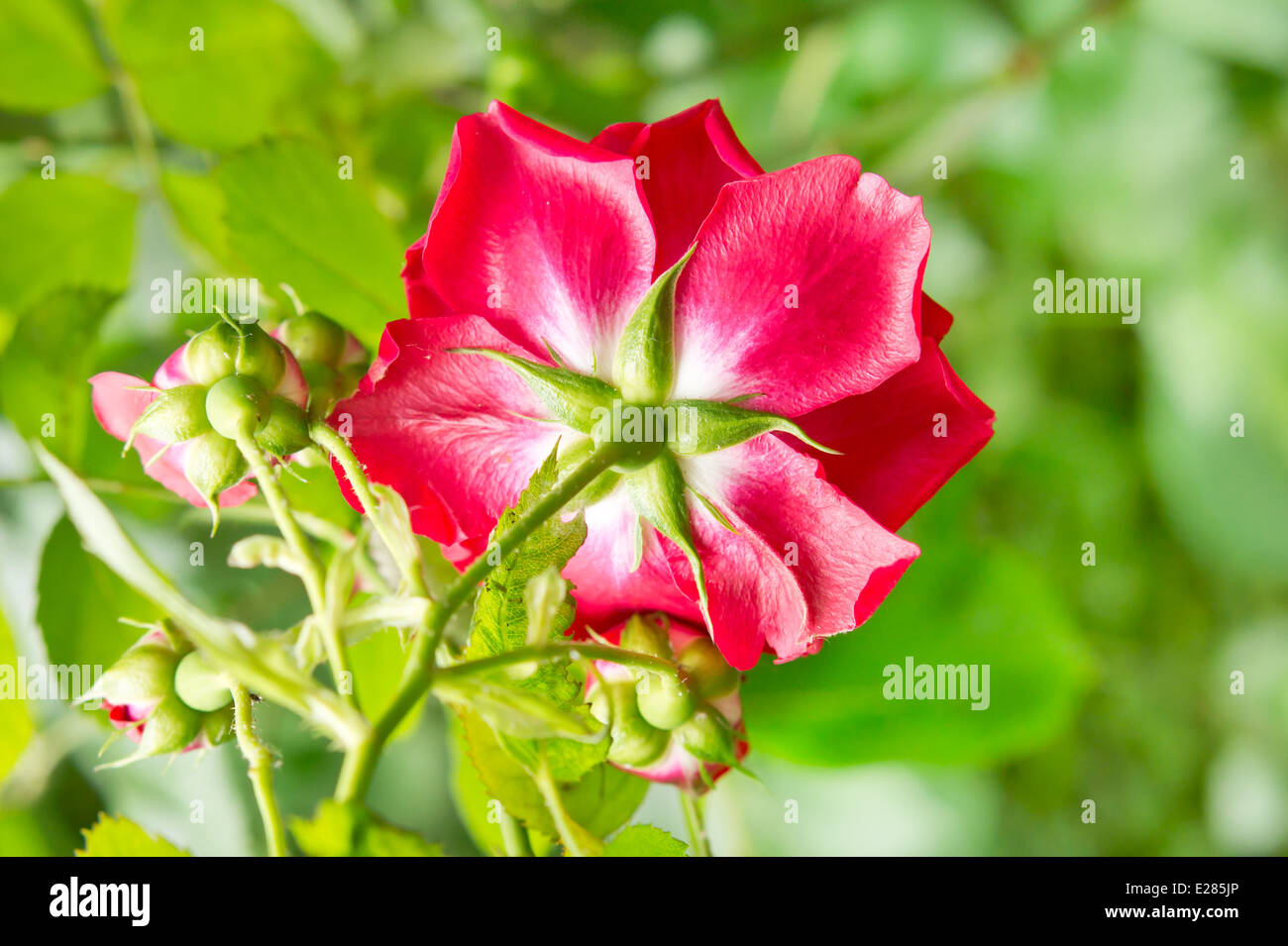 Back with rose garden hi-res stock photography and images - Alamy