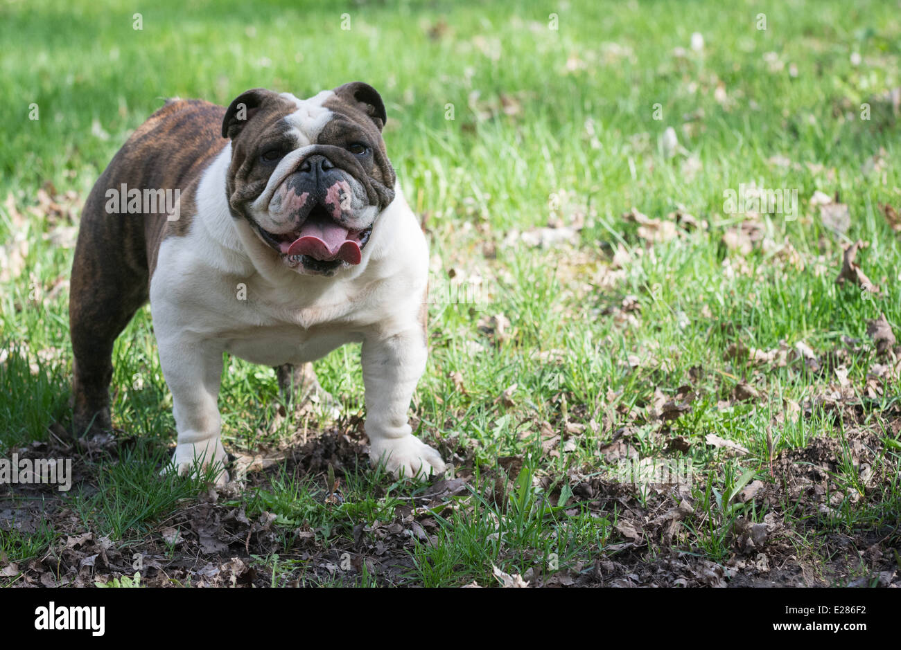 English bulldog outside hi-res stock photography and images - Alamy