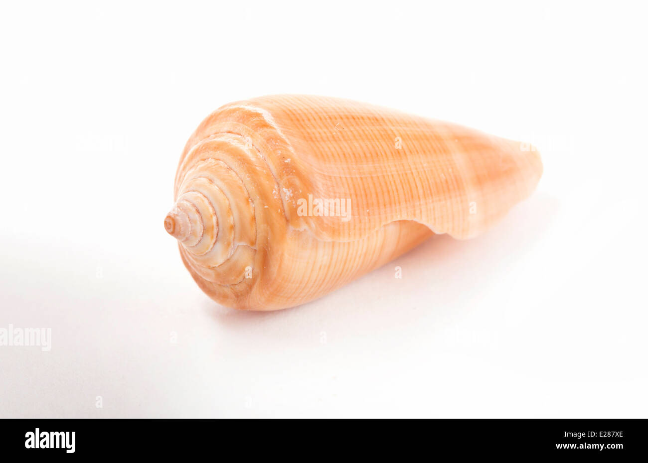 Pink conch hi-res stock photography and images - Alamy