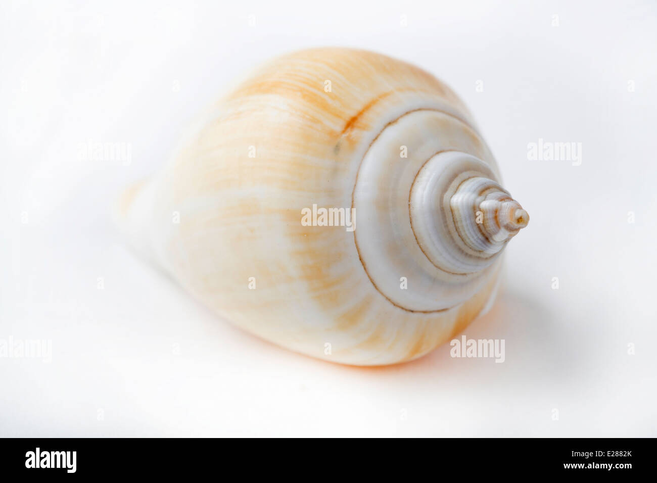 Pink conch hi-res stock photography and images - Alamy