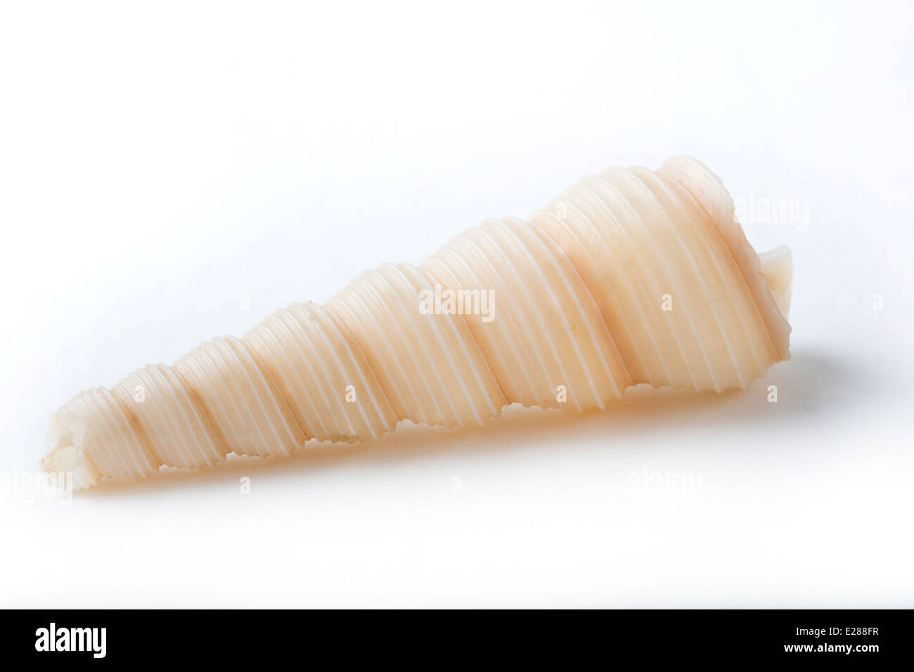 macro studio shot of sea shell isolated on white Stock Photo - Alamy