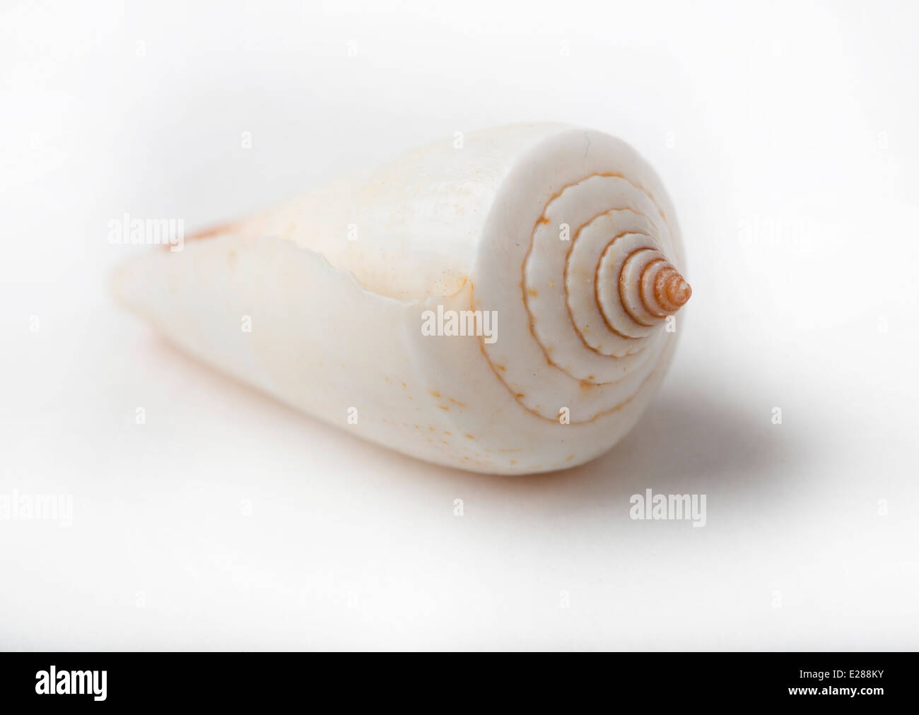 Studio fractal hi-res stock photography and images - Alamy
