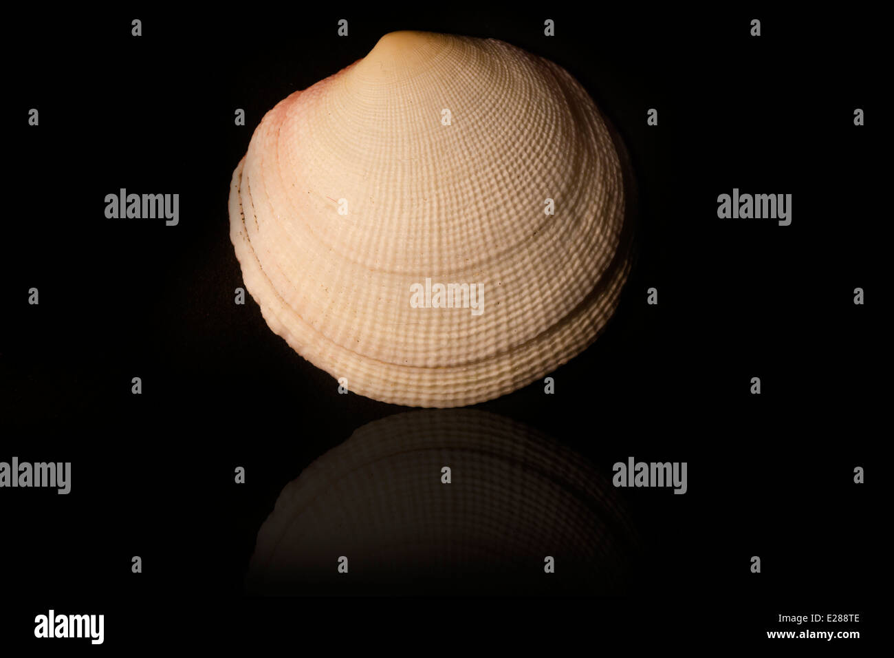 seas shell front view of clam with black background Stock Photo - Alamy
