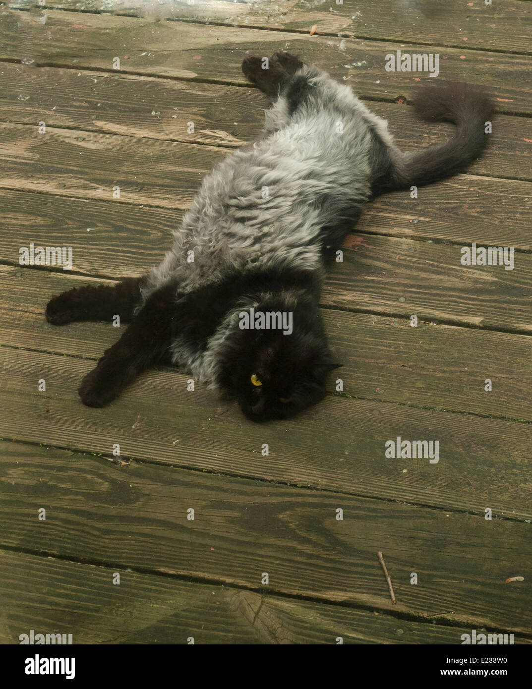 Black and gray cat relaxing Stock Photo - Alamy