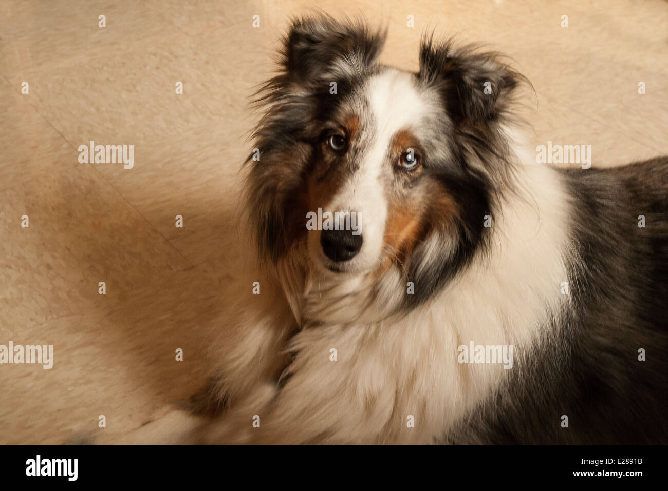 Shetland sheep hi-res stock photography and images - Alamy