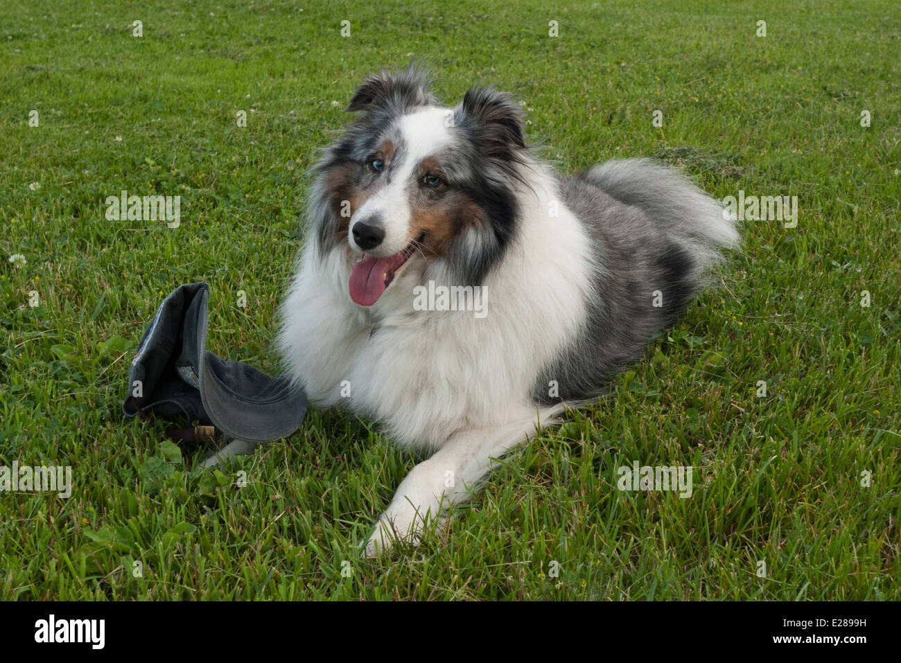 Sheep dog hi-res stock photography and images - Alamy