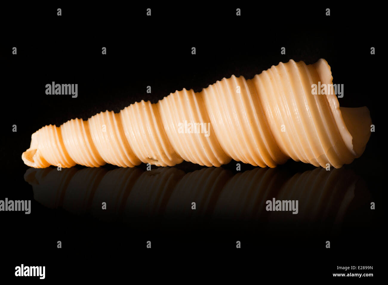 twisted spiral shell on black background Stock Photo - Alamy