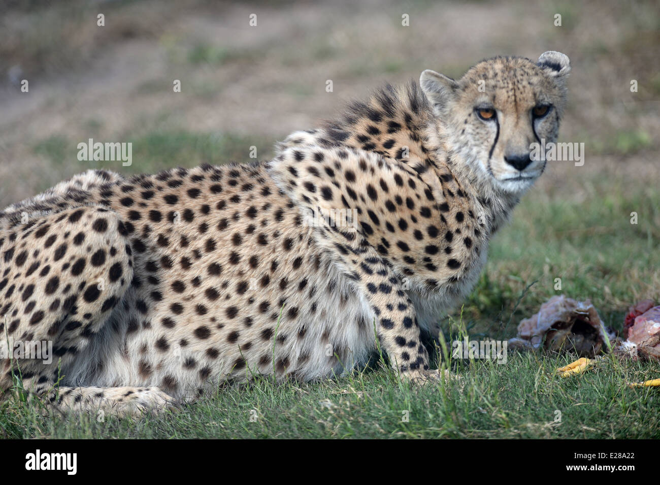 A shot of a wild cheetah in captivity Stock Photo - Alamy