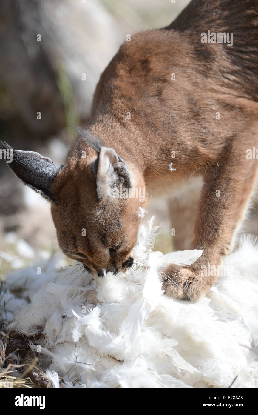 A shot of a African Lynx in the wild Stock Photo - Alamy