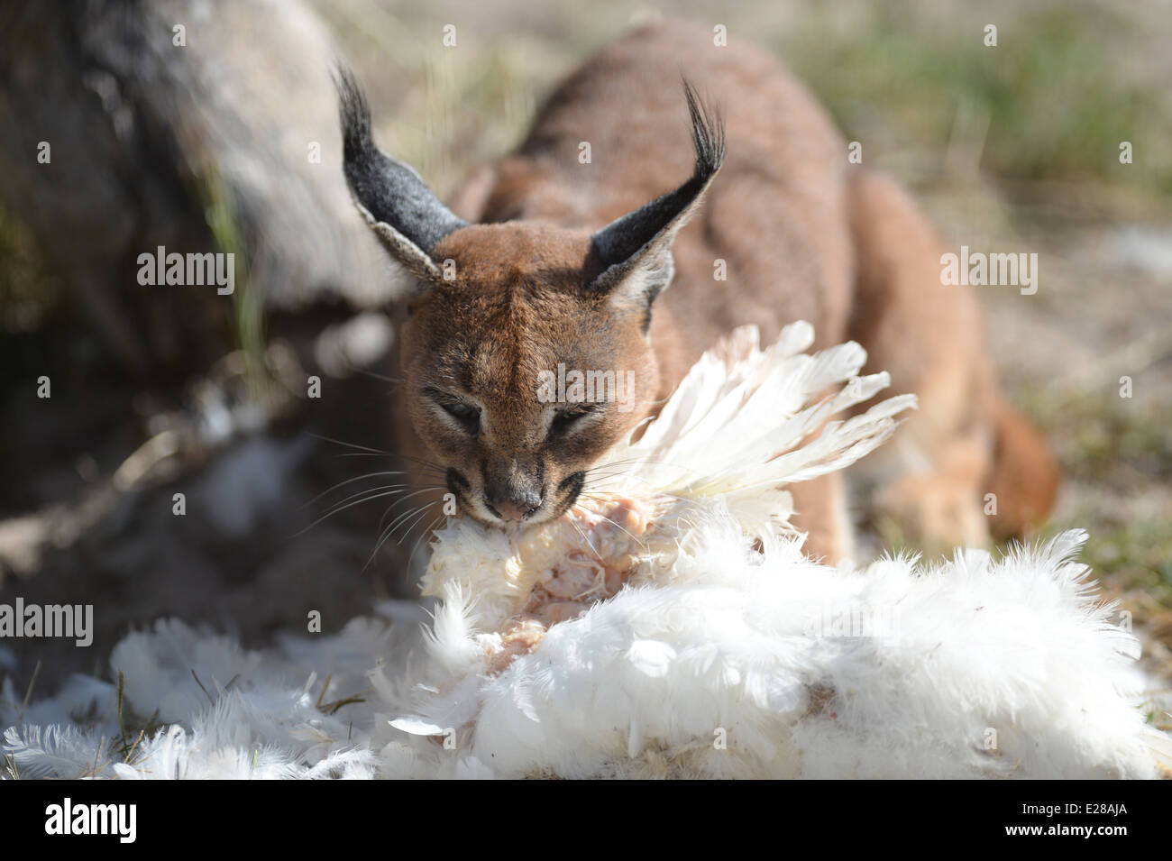 A shot of a African Lynx in the wild Stock Photo - Alamy