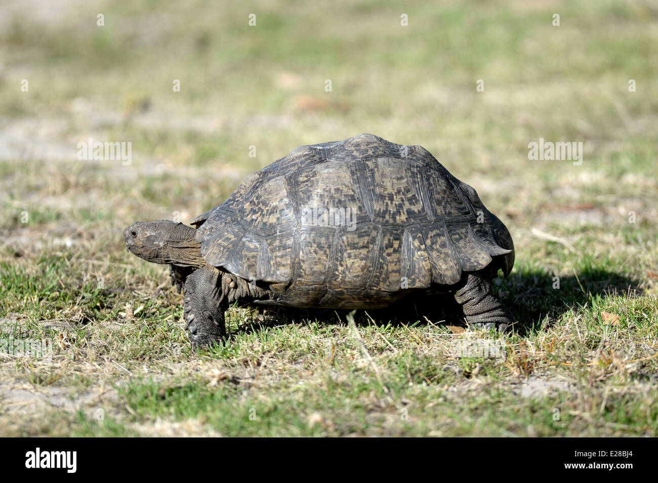 African mountain tortoise hi-res stock photography and images - Alamy
