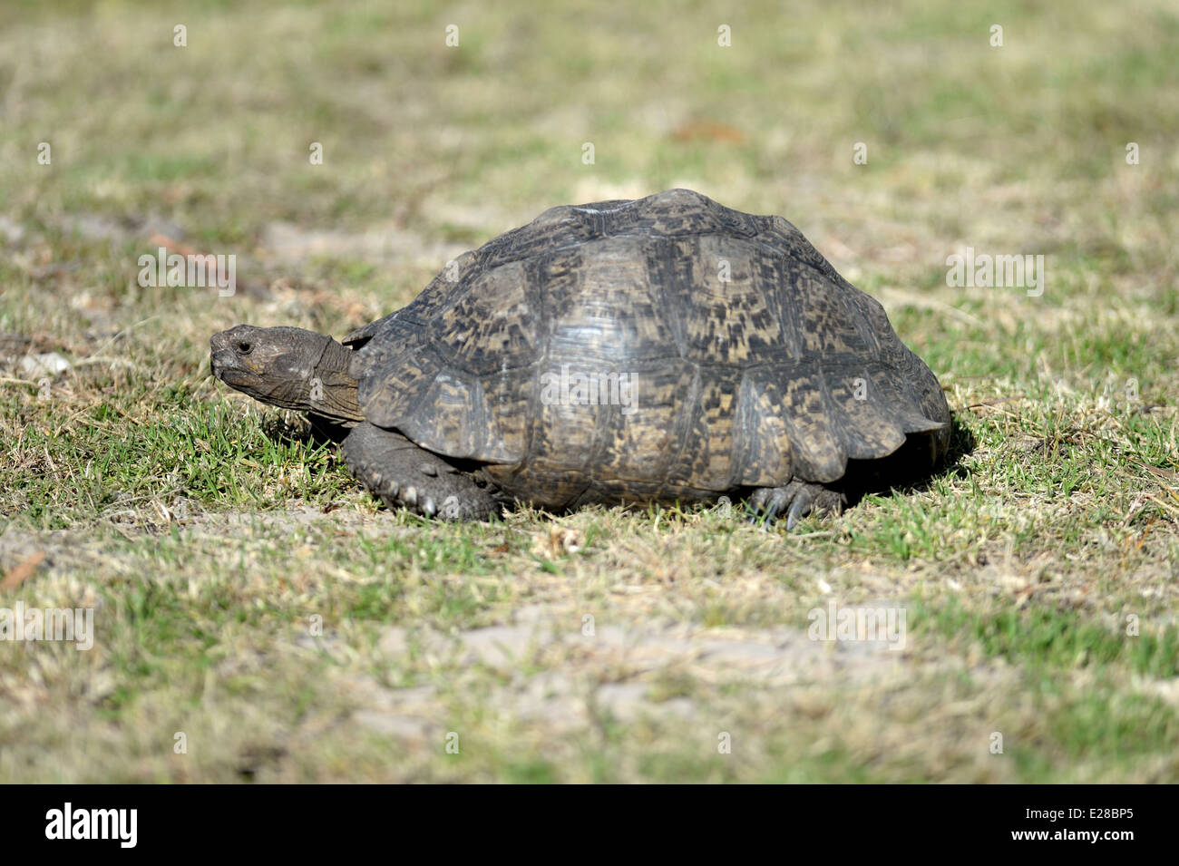 African mountain tortoise hi-res stock photography and images - Alamy
