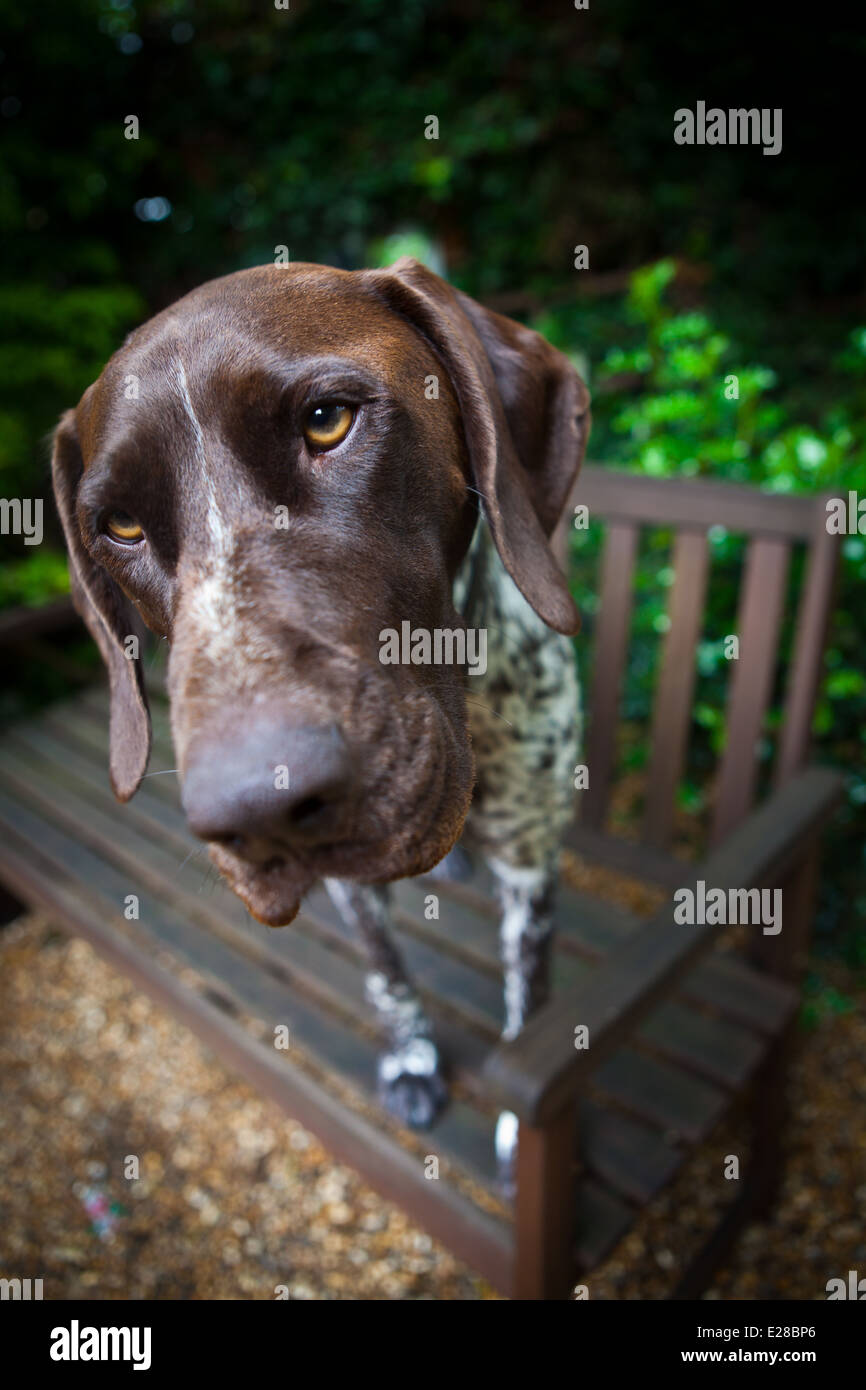 German shorthaired pointer dog hi-res stock photography and images - Alamy