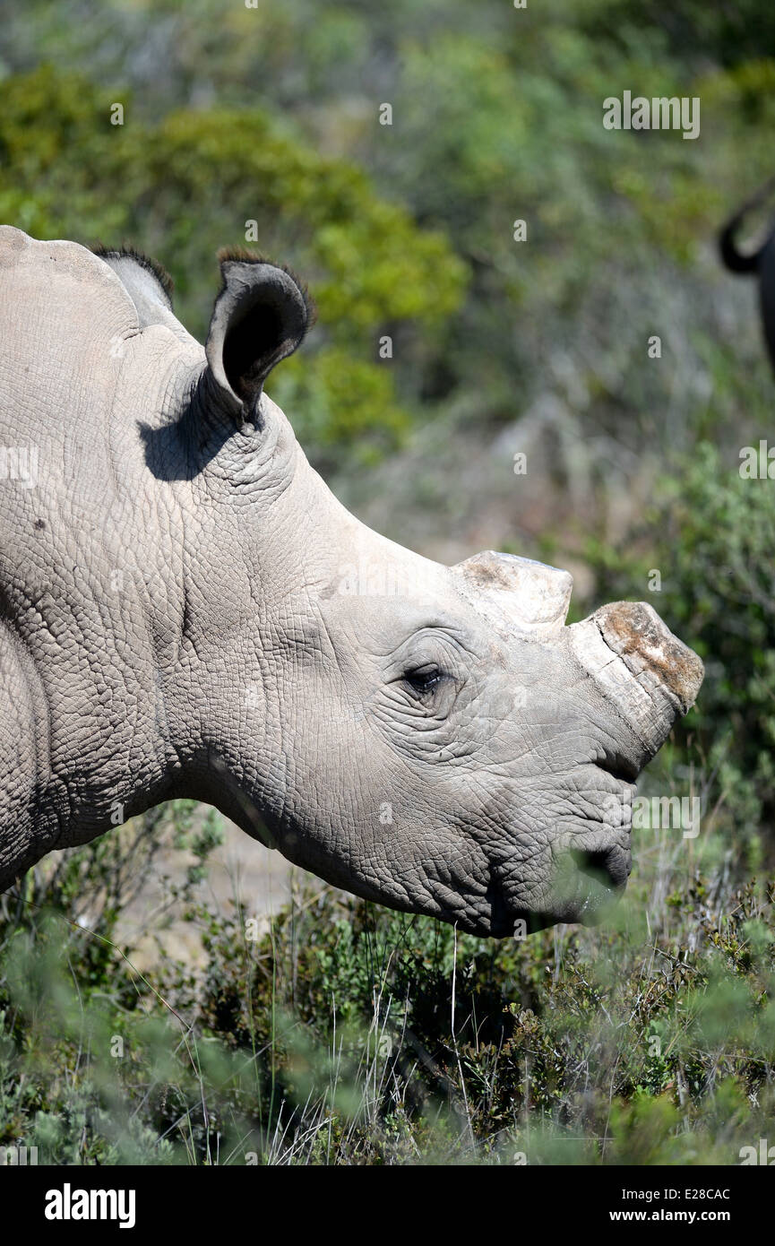 Shot african rhino in hi-res stock photography and images - Alamy