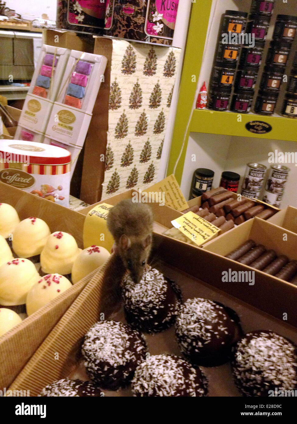 Rat invasion in Lisa's chocolate shop in the old town. After closing ...
