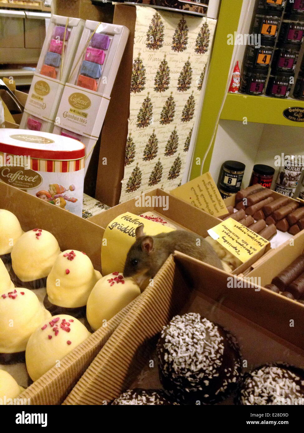 Rat invasion in Lisa's chocolate shop in the old town. After closing ...