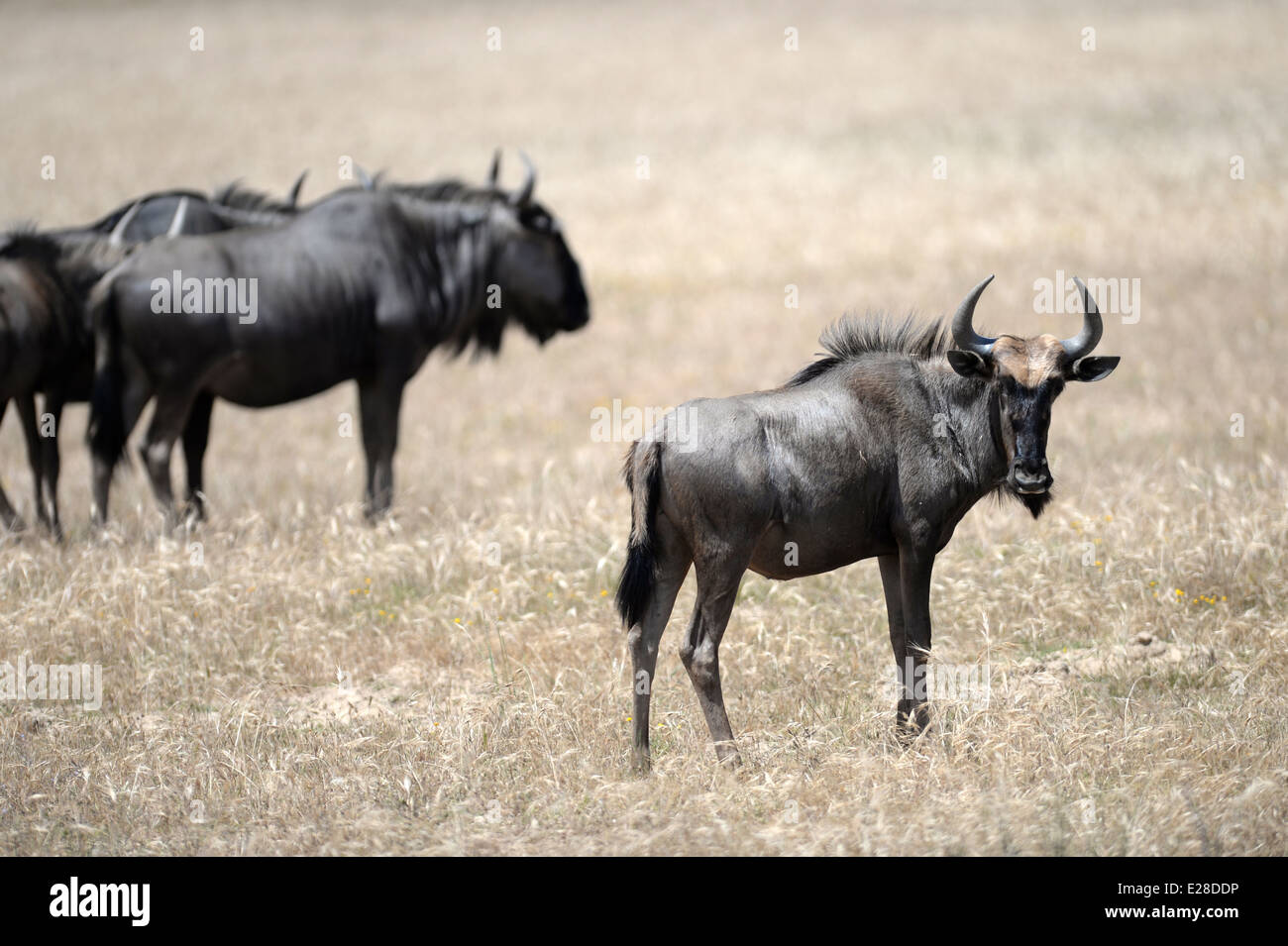 A shot of a African Wildebeest in the wild Stock Photo - Alamy