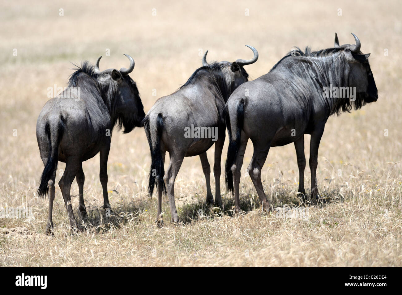 Shot african wildebeest in hi-res stock photography and images - Alamy