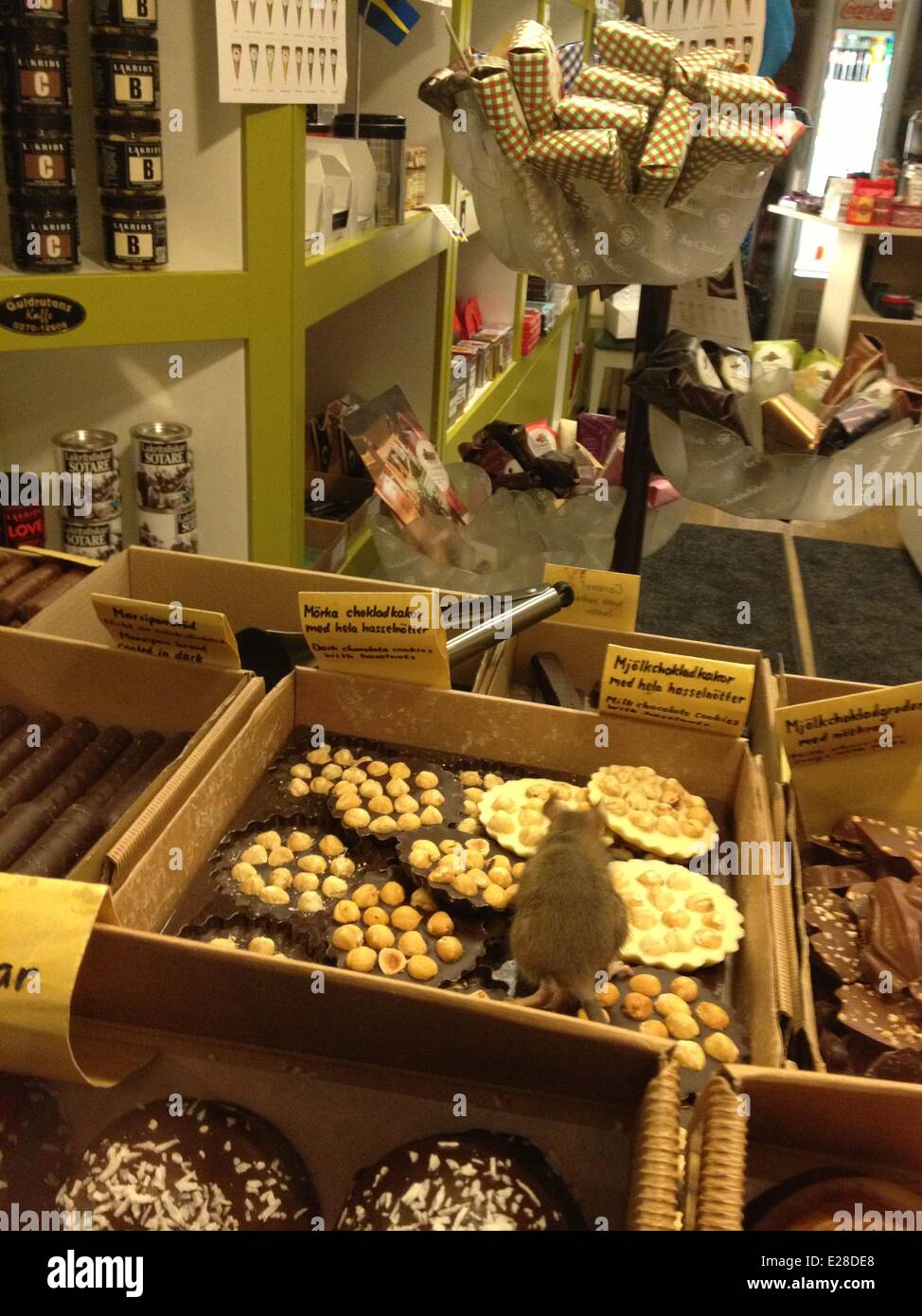 Rat invasion in Lisa's chocolate shop in the old town. After closing ...