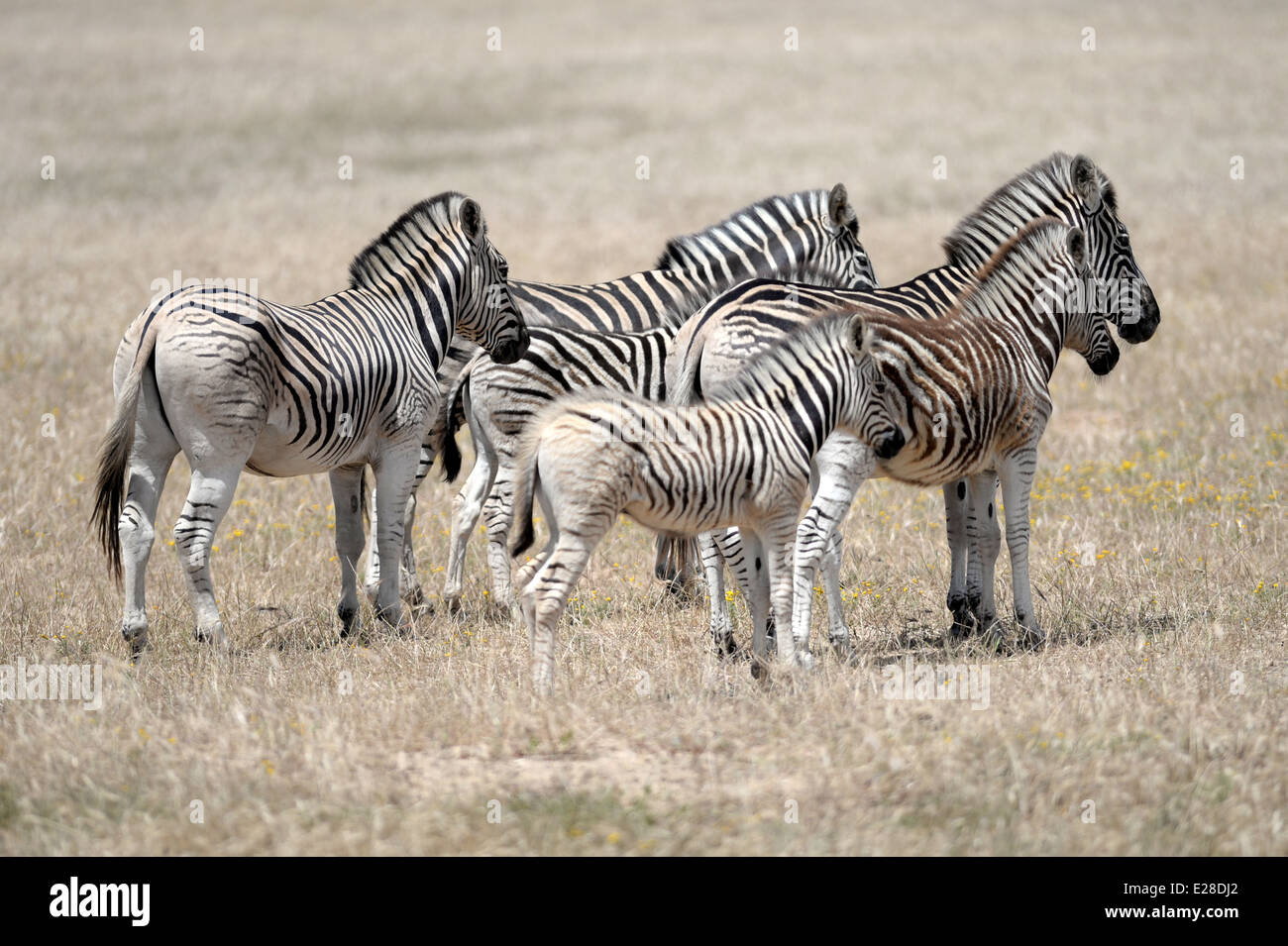 A shot of African Zebra in the wild Stock Photo - Alamy