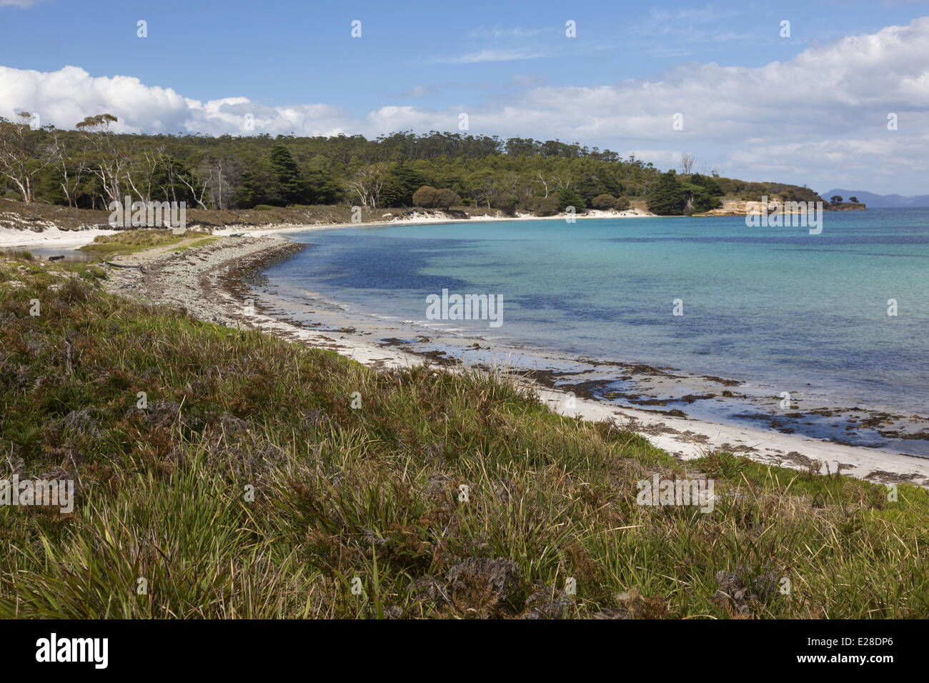 View of beach and forest habitat, Maria Island N.P., Tasmania ...
