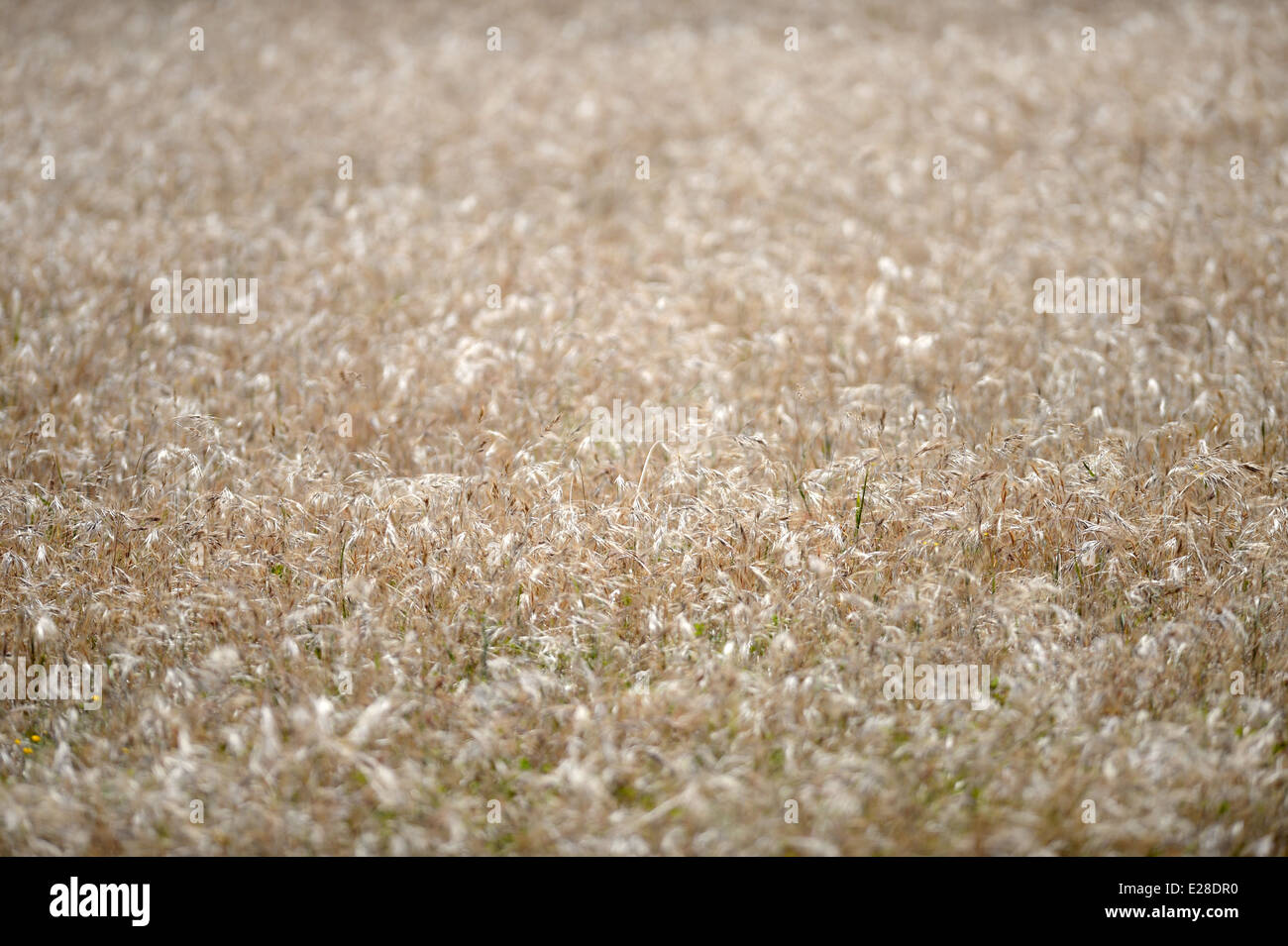 Harvest wheat south africa hi-res stock photography and images - Alamy