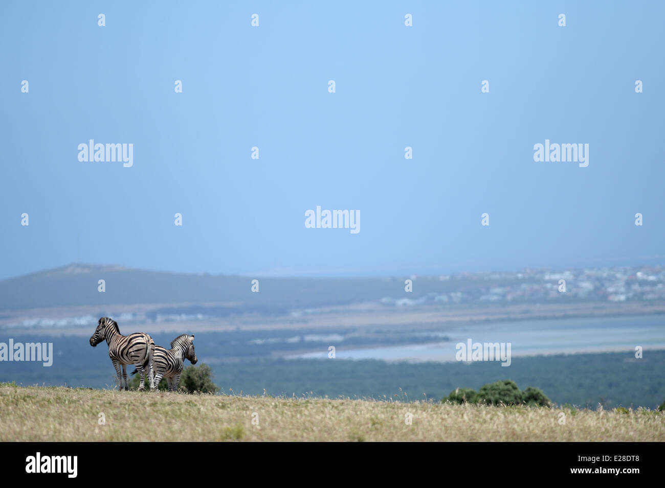 Africa Zebra Jump High Resolution Stock Photography and Images - Alamy