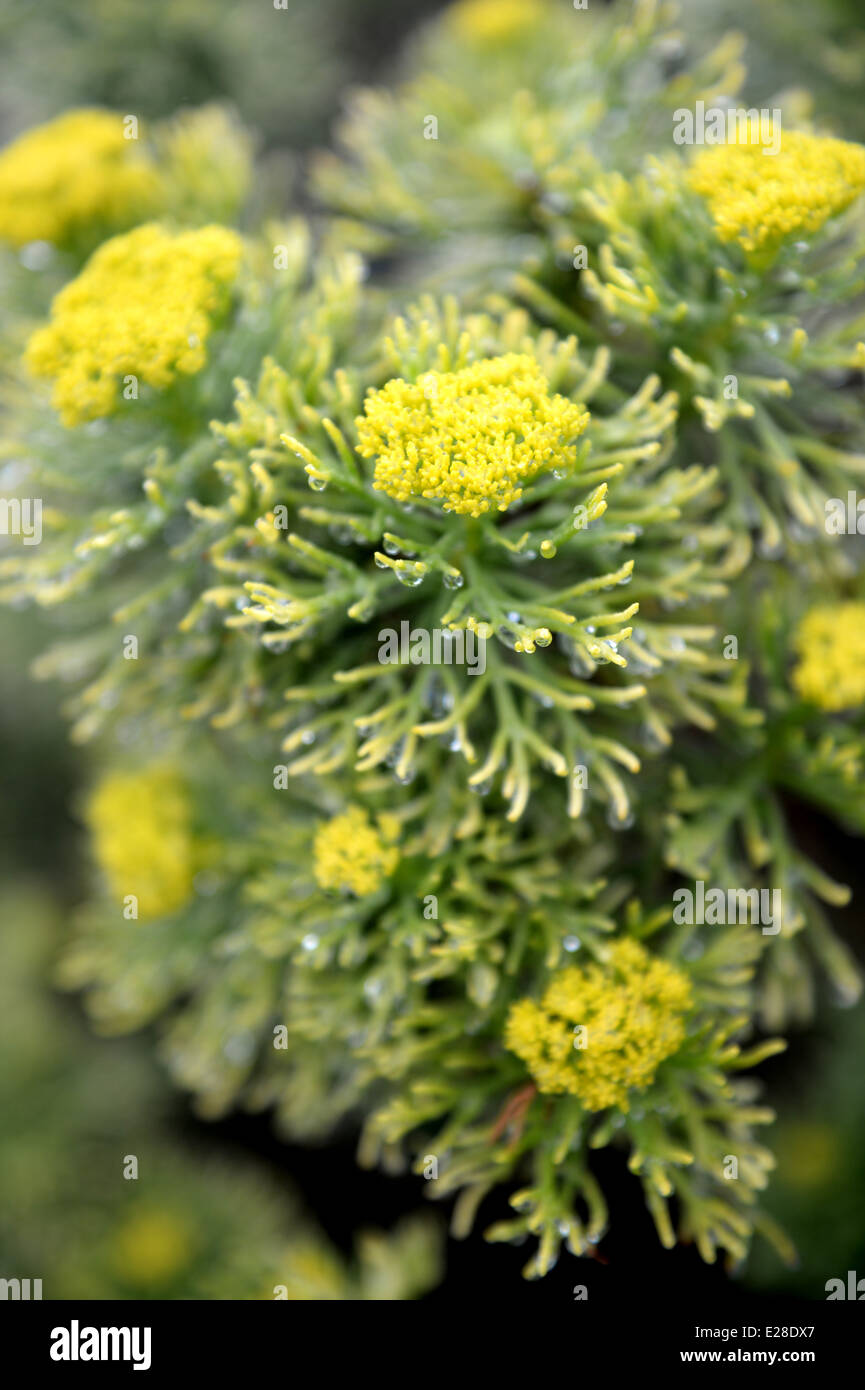 A close up shot of African Flora and Fauna Stock Photo - Alamy