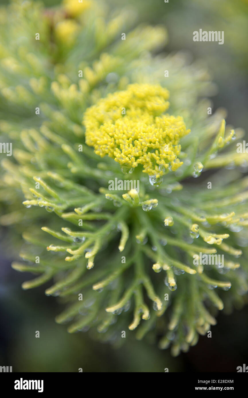 A close up shot of African Flora and Fauna Stock Photo - Alamy