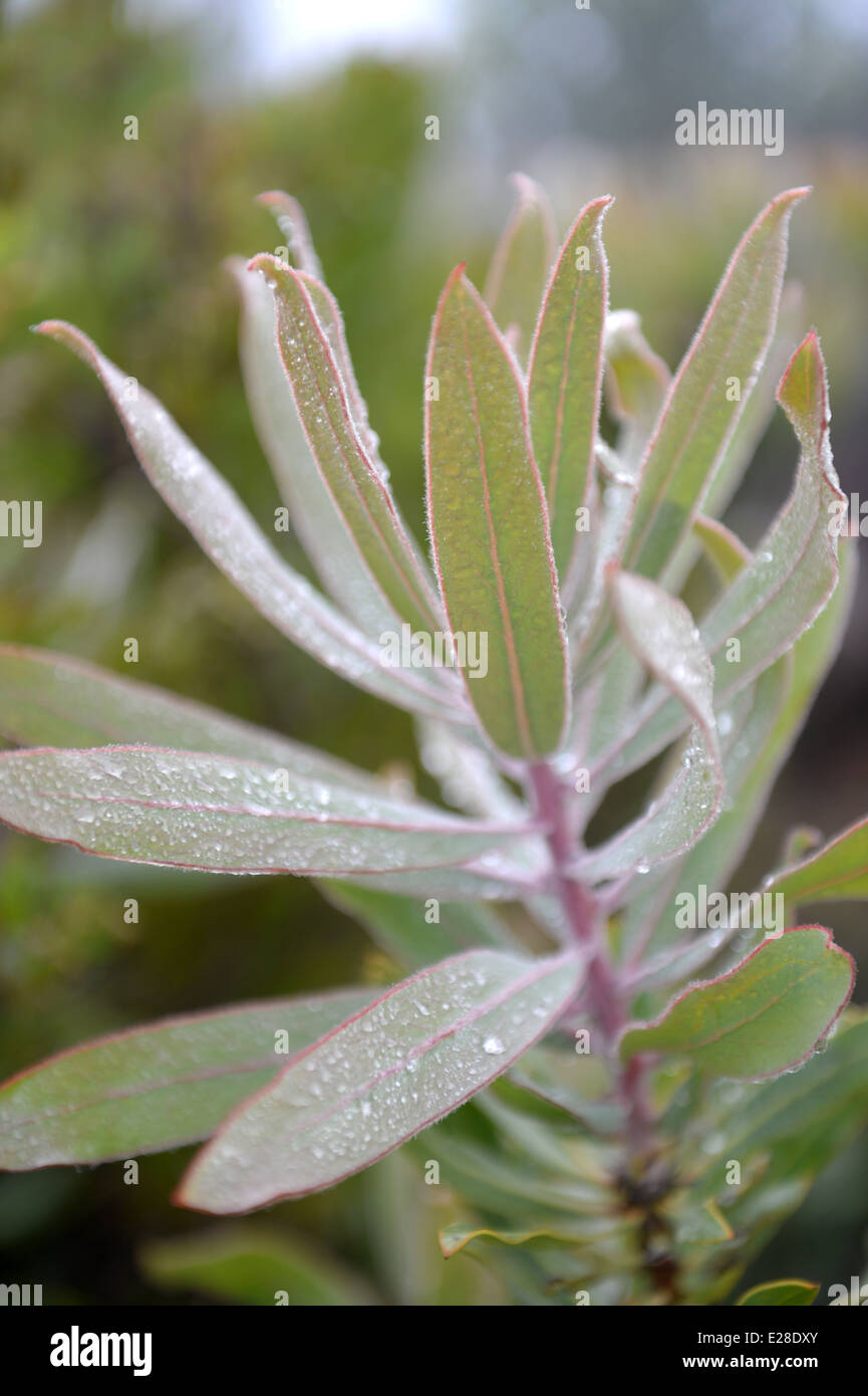 A close up shot of African Flora and Fauna Stock Photo - Alamy