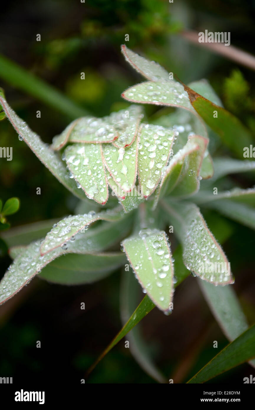 A close up shot of African Flora and Fauna Stock Photo - Alamy