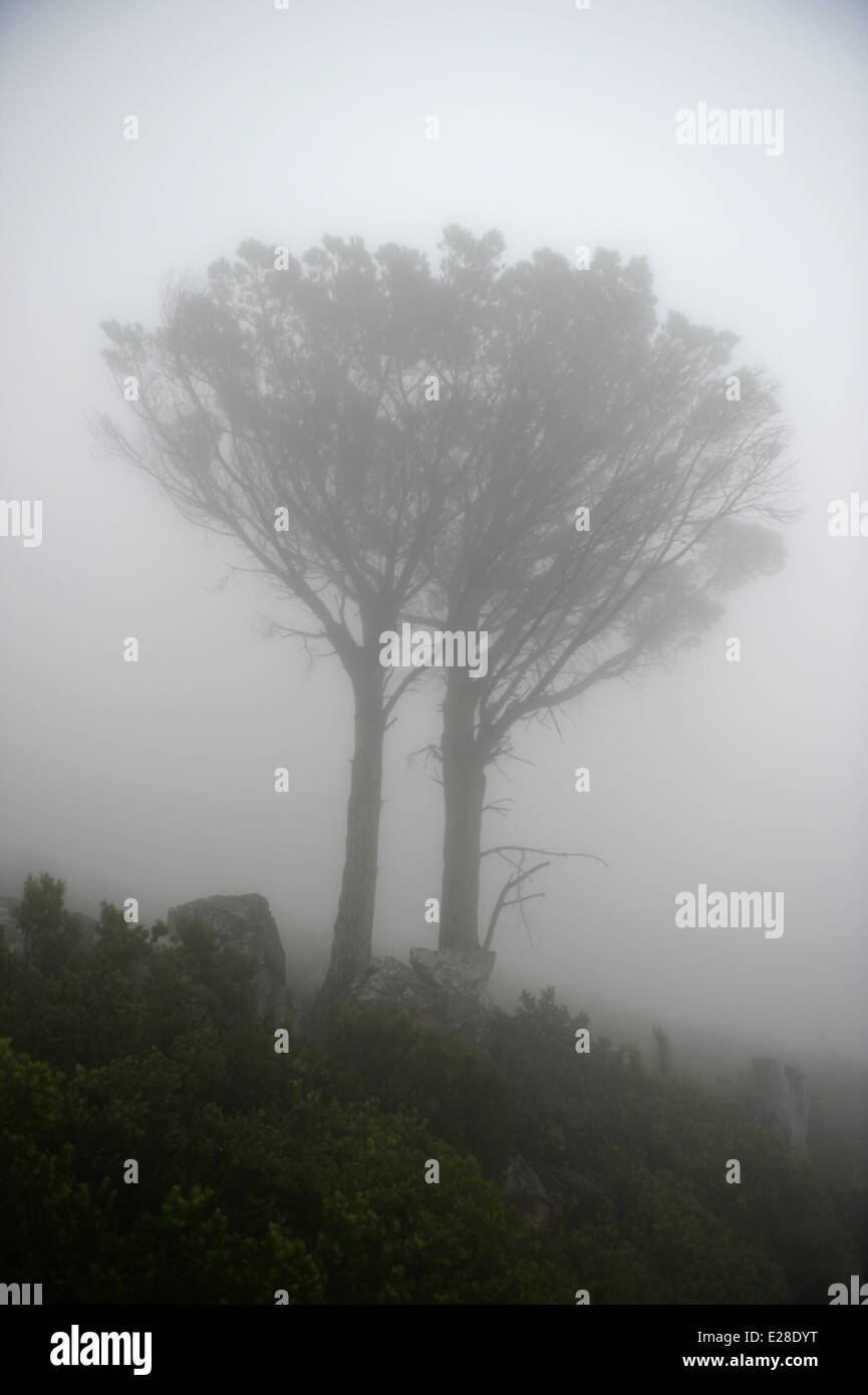 A close up shot of African Flora and Fauna Stock Photo - Alamy