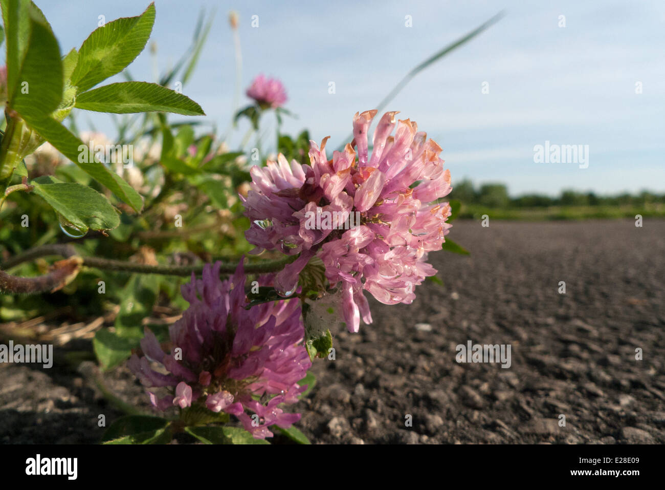 Cluster of clover hi-res stock photography and images - Alamy