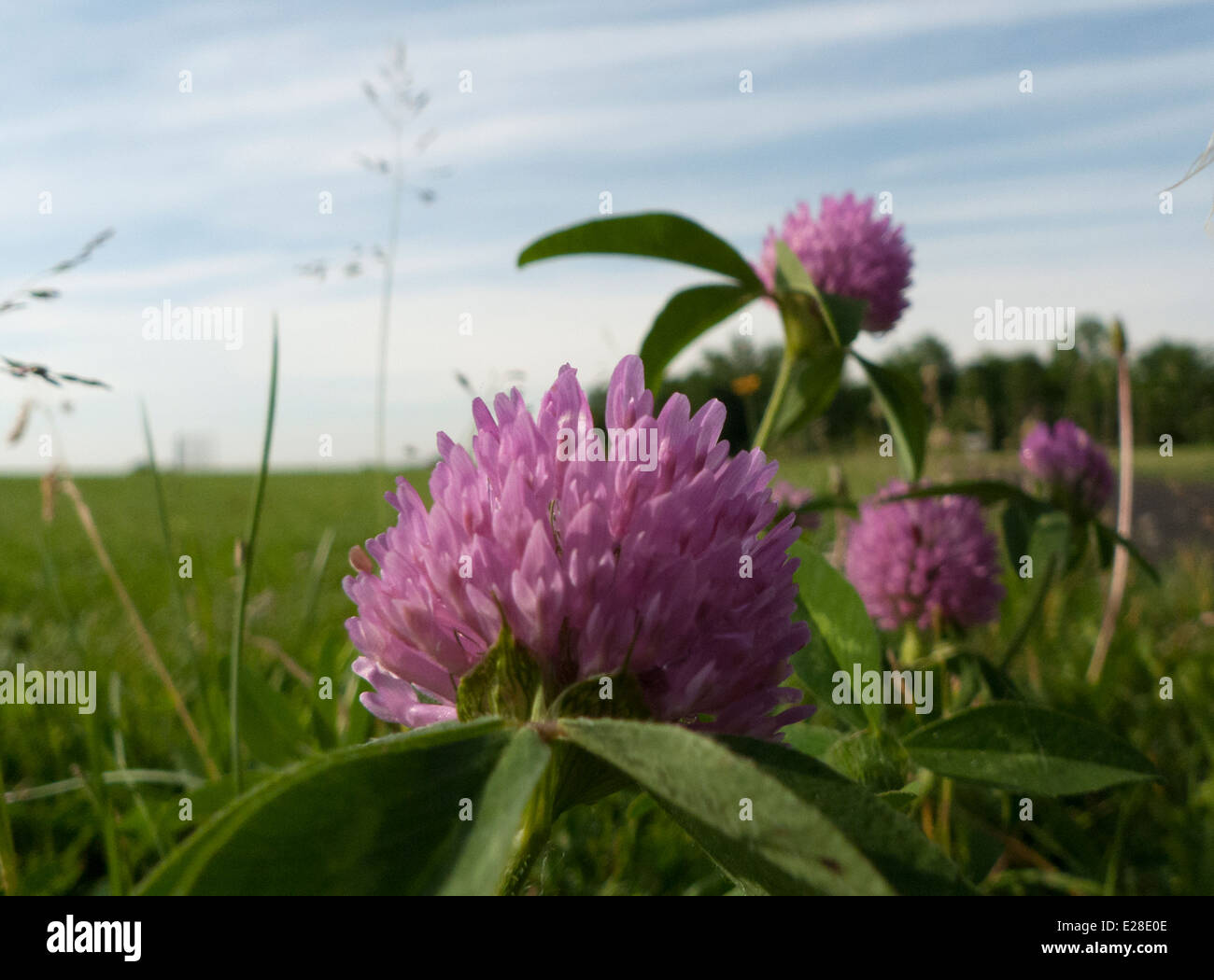 Red clover flower Stock Photo - Alamy