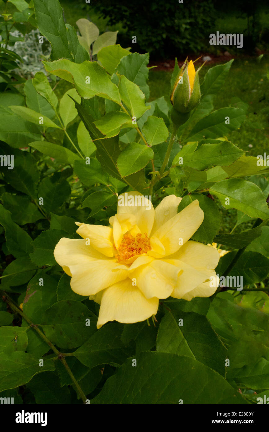 Yellow tea rose Stock Photo - Alamy