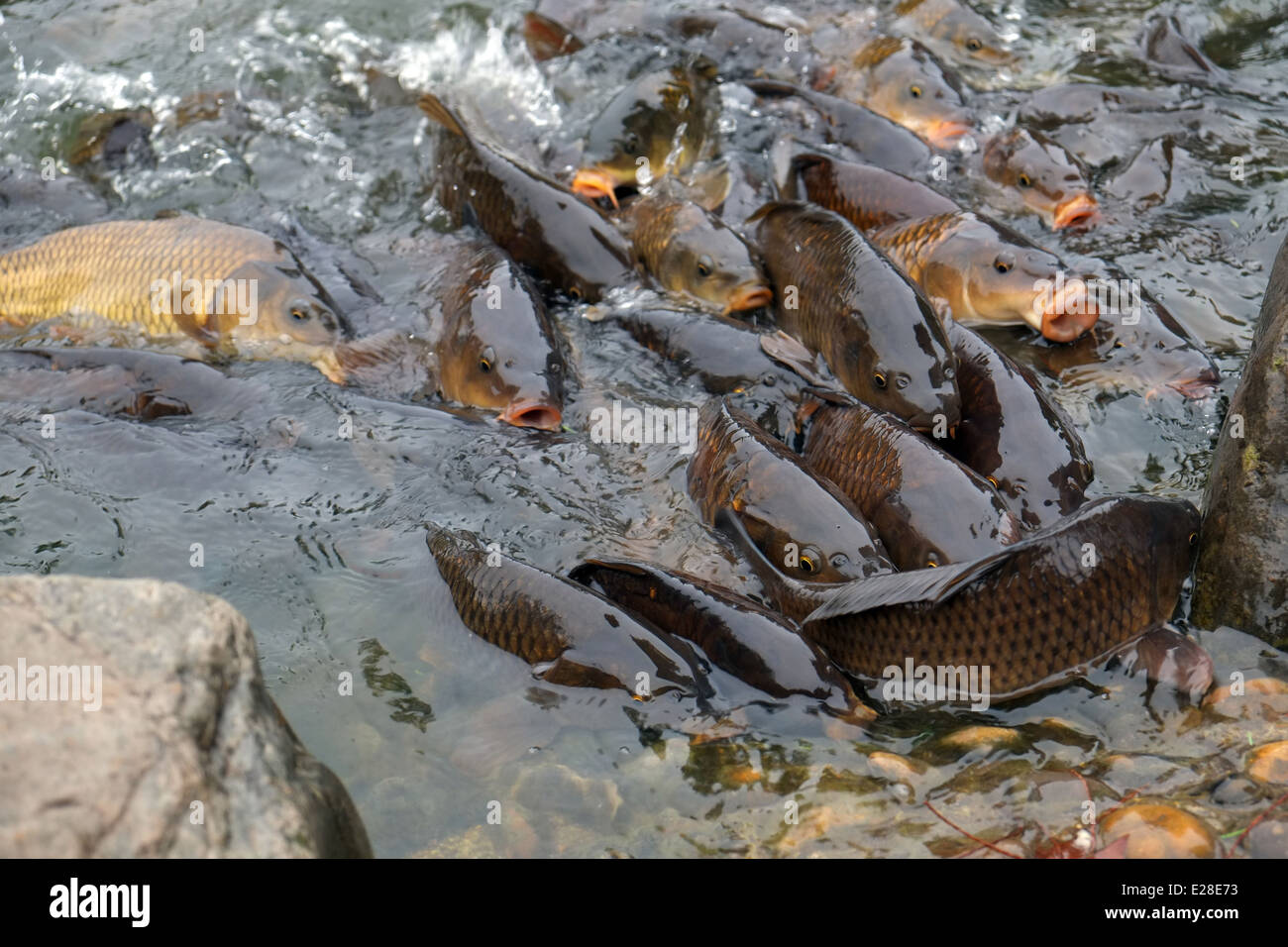 Carp feeding frenzy. The fish were almost out of the water to get at ...
