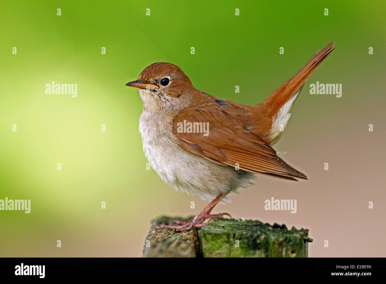 Nightingale (Luscinia megarhynchos). Aka Common Nightingale Stock Photo ...