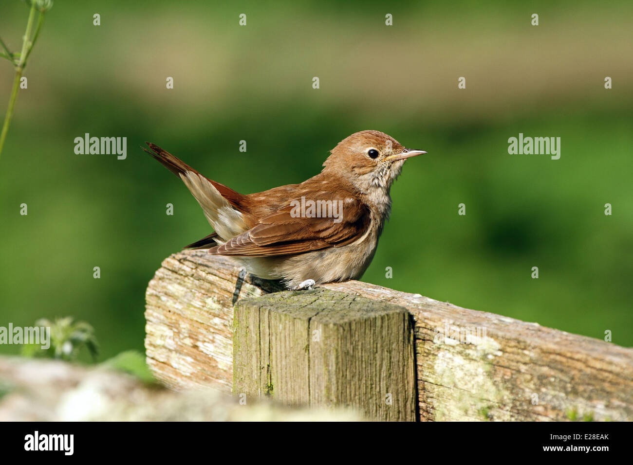 Nightingale (Luscinia megarhynchos) perched on fence. Aka Common ...