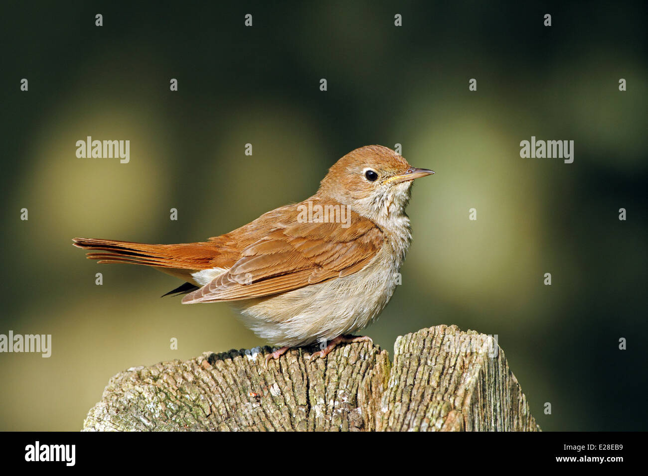 Nightingale (Luscinia megarhynchos) perched on post. Aka Common ...