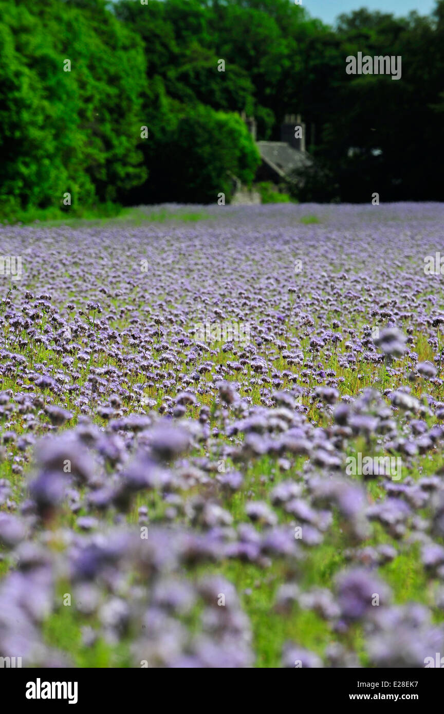 Field of Phacelia a green manure Stock Photo - Alamy