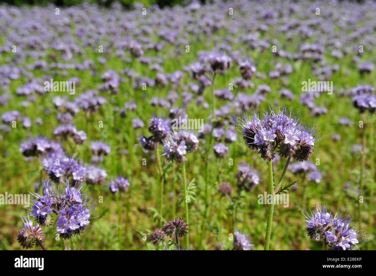 Field of Phacelia a green manure Stock Photo - Alamy