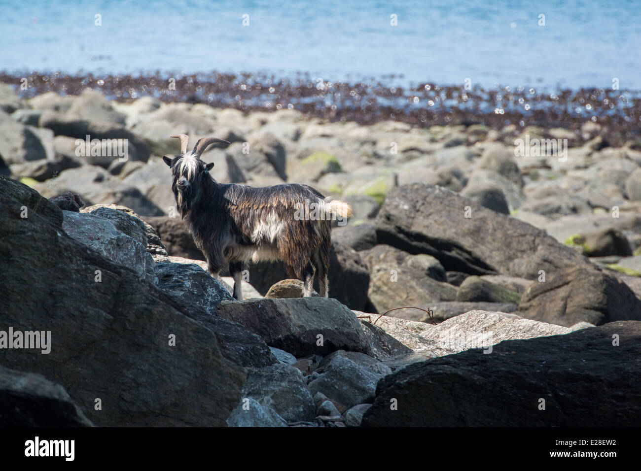 A goat on the beach in Lynmouth, Devon, UK Stock Photo - Alamy