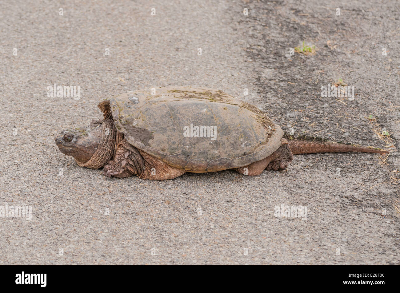 A snapping turtle crossing a road near a swamp Stock Photo - Alamy