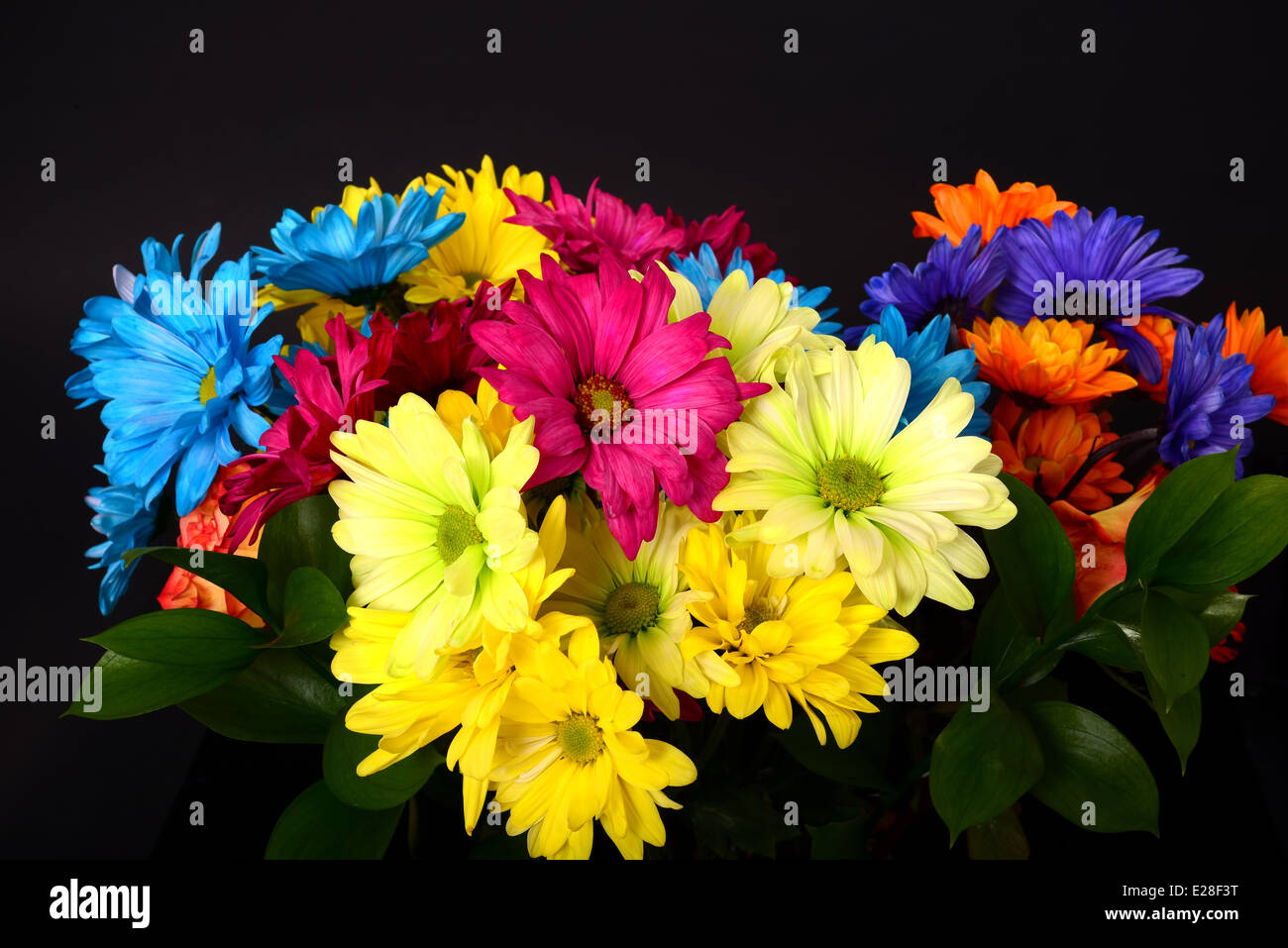 daisy and rose floral arrangement isolated over a black background ...