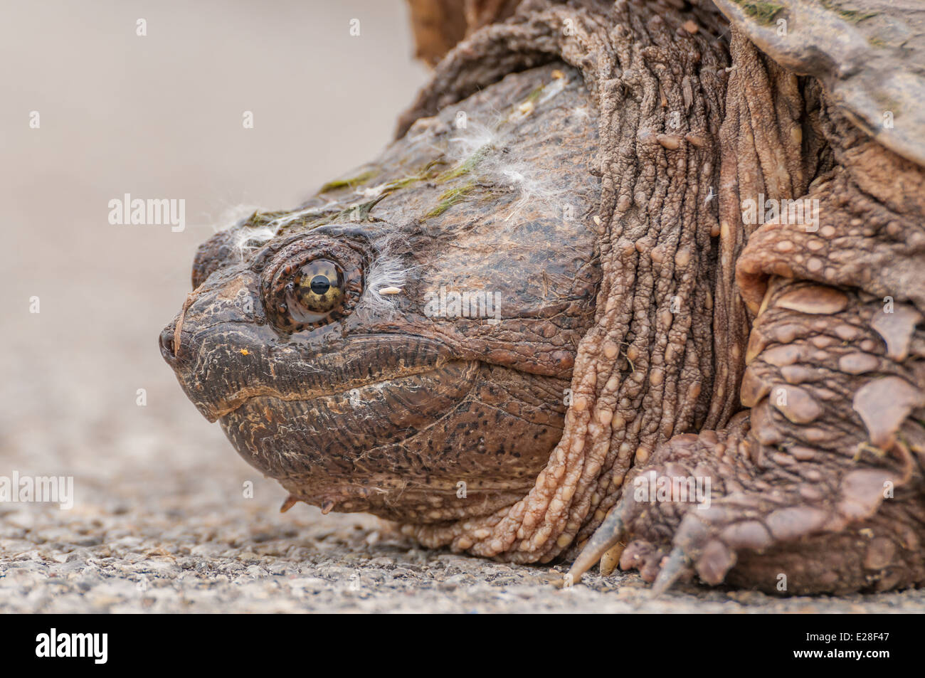 A close up head shot of a snapping turtle on the pavement Stock Photo ...